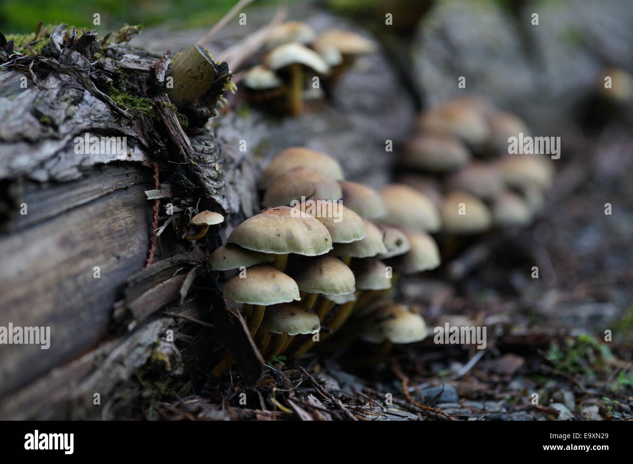 Wild Mushrooms on tree bark Stock Photo - Alamy