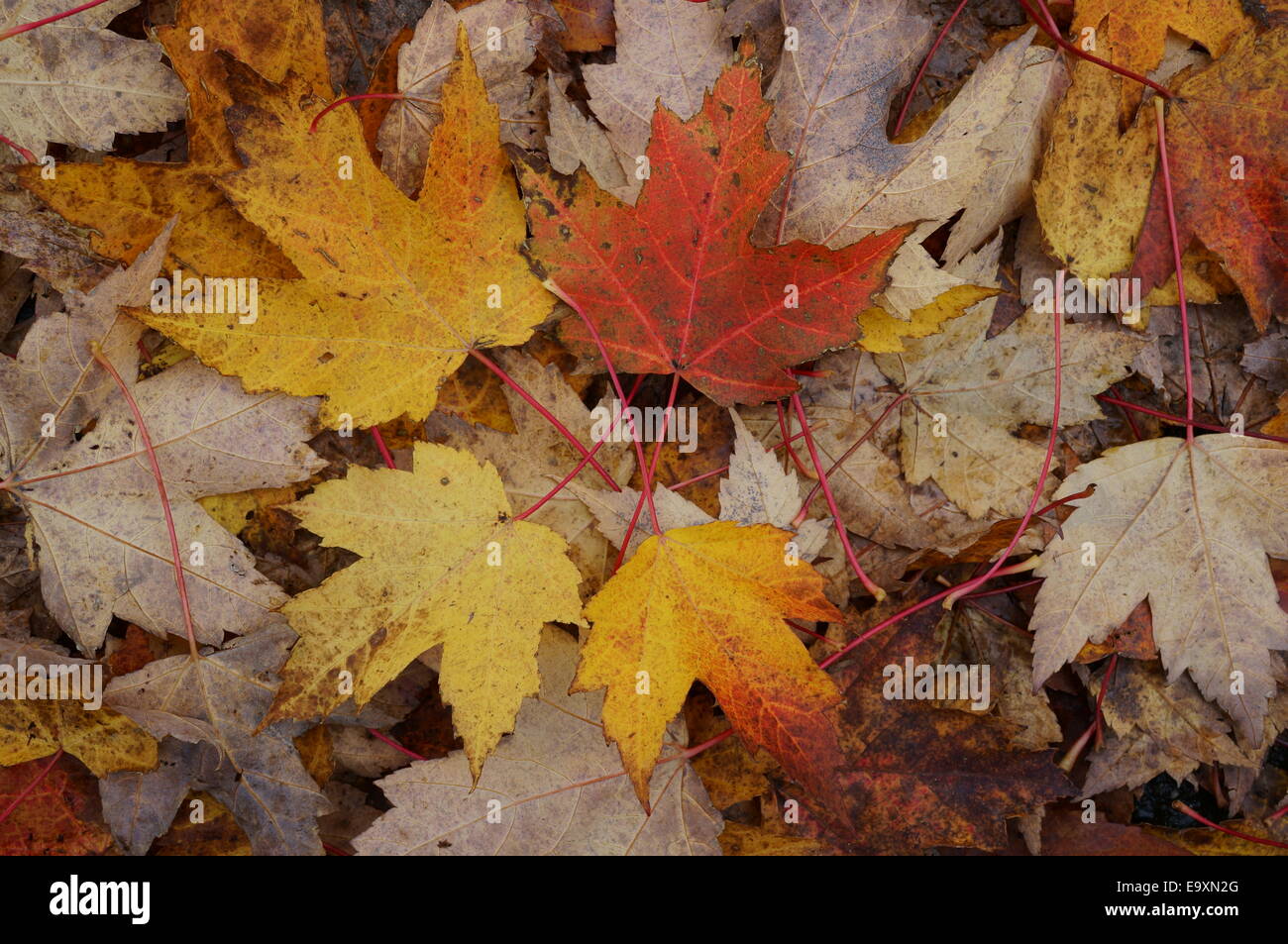 Maple leaves of fall Stock Photo - Alamy