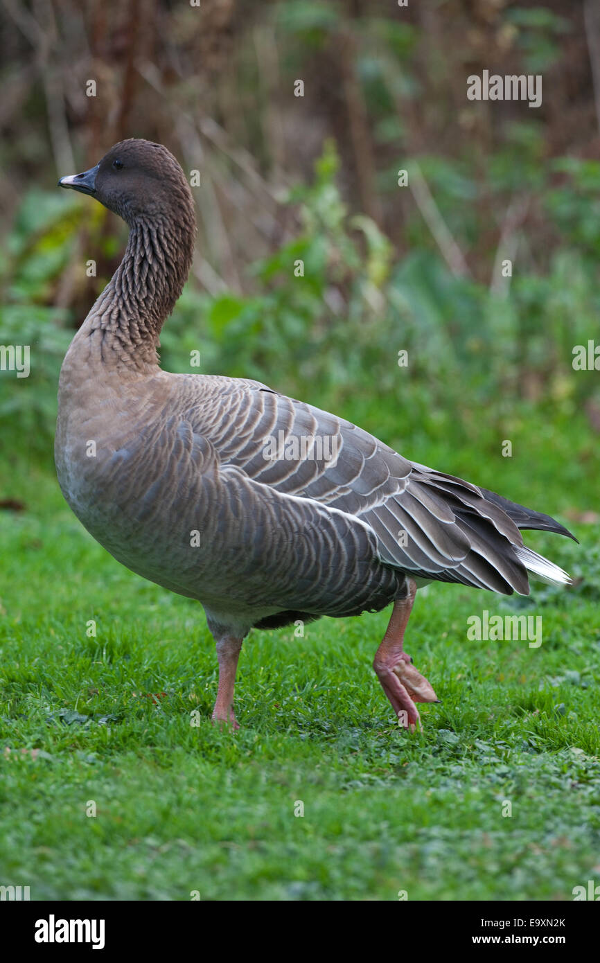 Pink-footed Goose (Anser brachyrhynchus). Walking Stock Photo - Alamy
