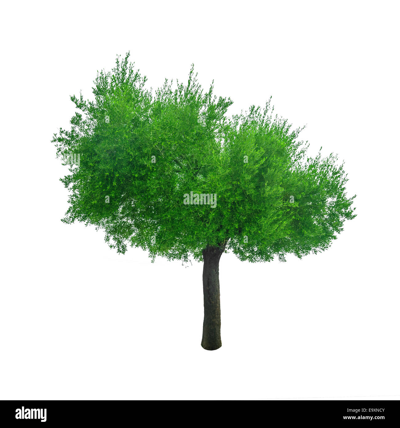green tree isolated on white Stock Photo - Alamy