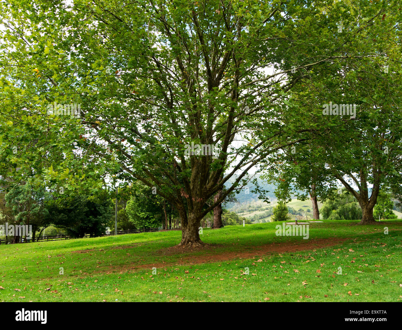 Green garden landscape with big trees Stock Photo - Alamy