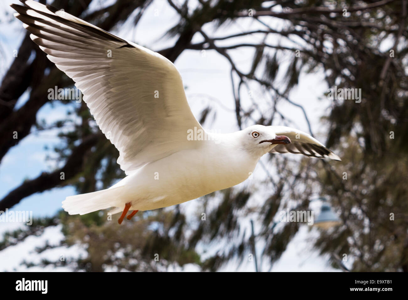 White seagull bird flying by the tree near the beach Stock Photo - Alamy