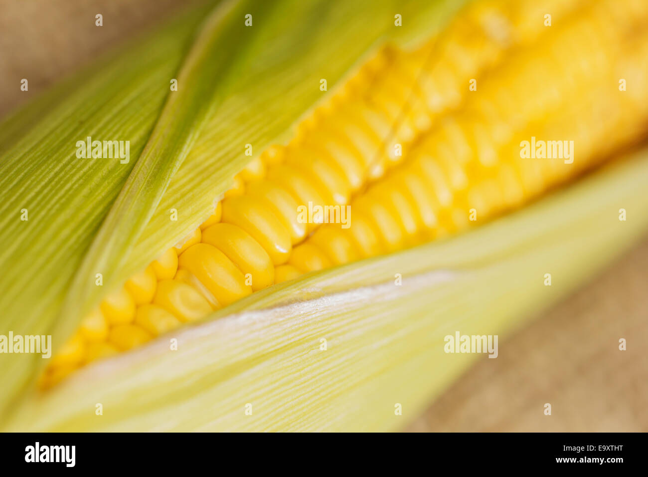 Ears of fresh corn. Close up of sweet corn Stock Photo - Alamy