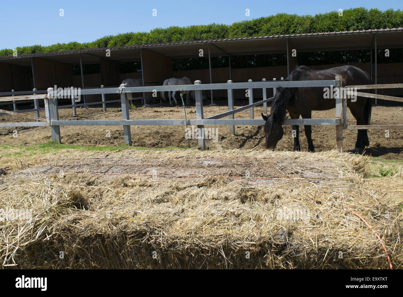 a manege of horses Stock Photo - Alamy