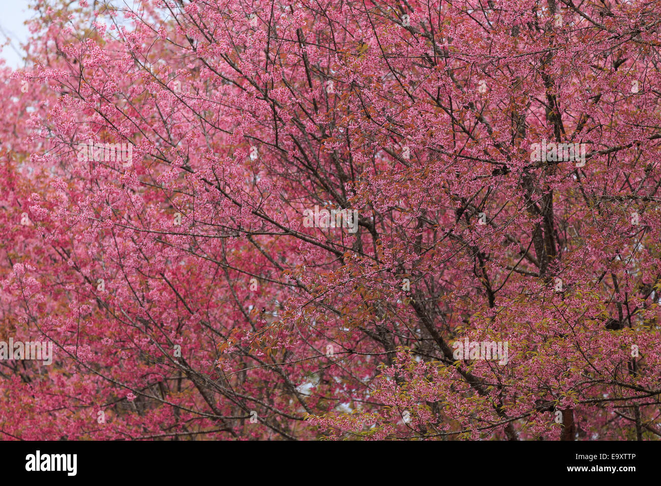 Fower field hi-res stock photography and images - Alamy