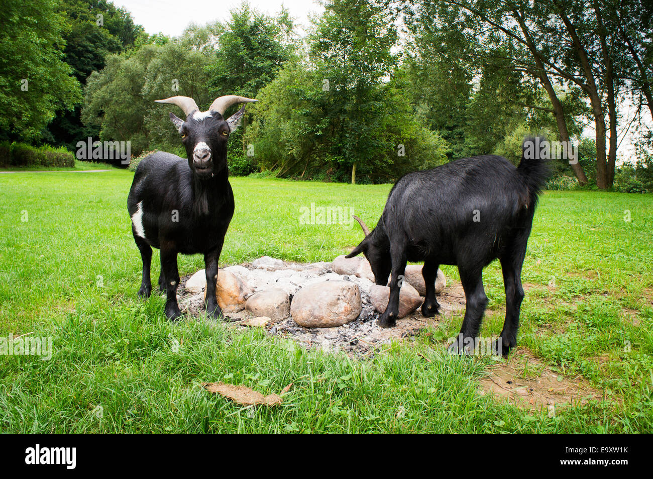 Cameroon Goats High Resolution Stock Photography and Images - Alamy