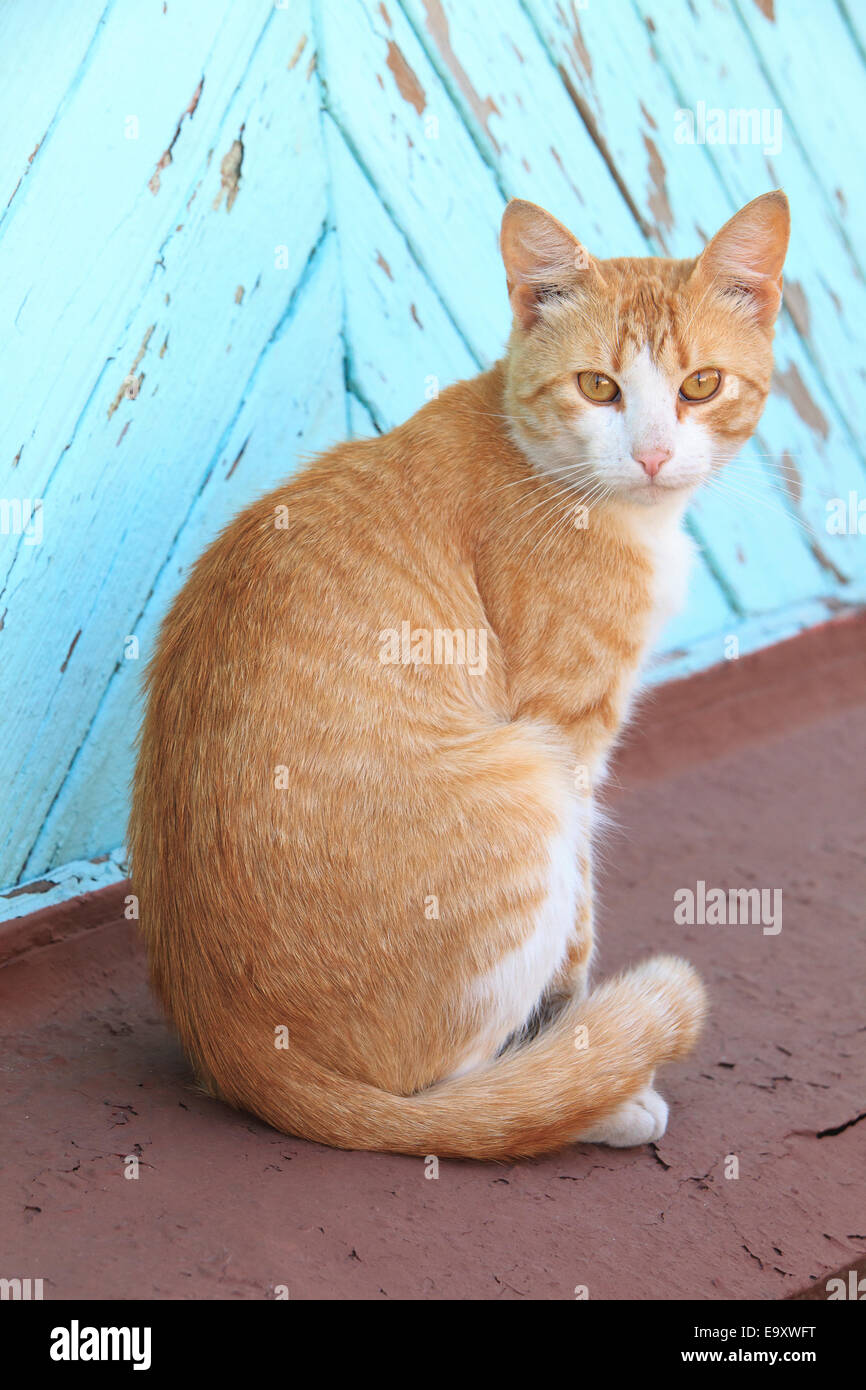 Young russian kremlin hi-res stock photography and images - Alamy