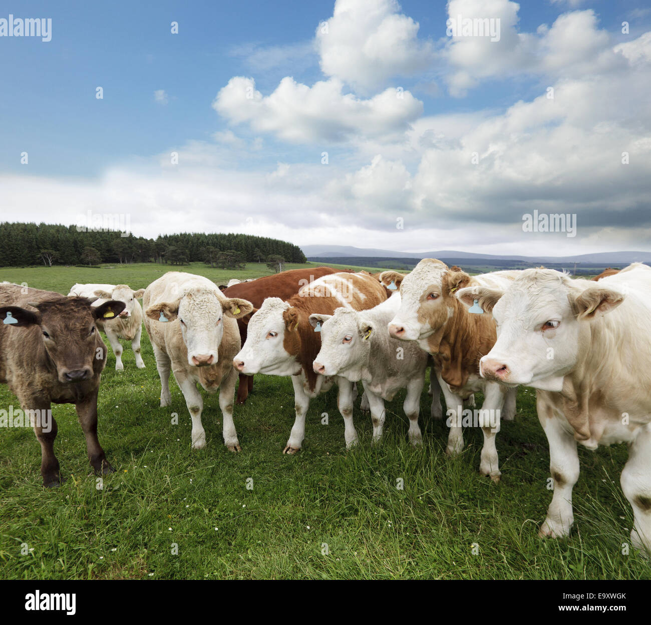Tree rich pasture landscape hi-res stock photography and images - Alamy