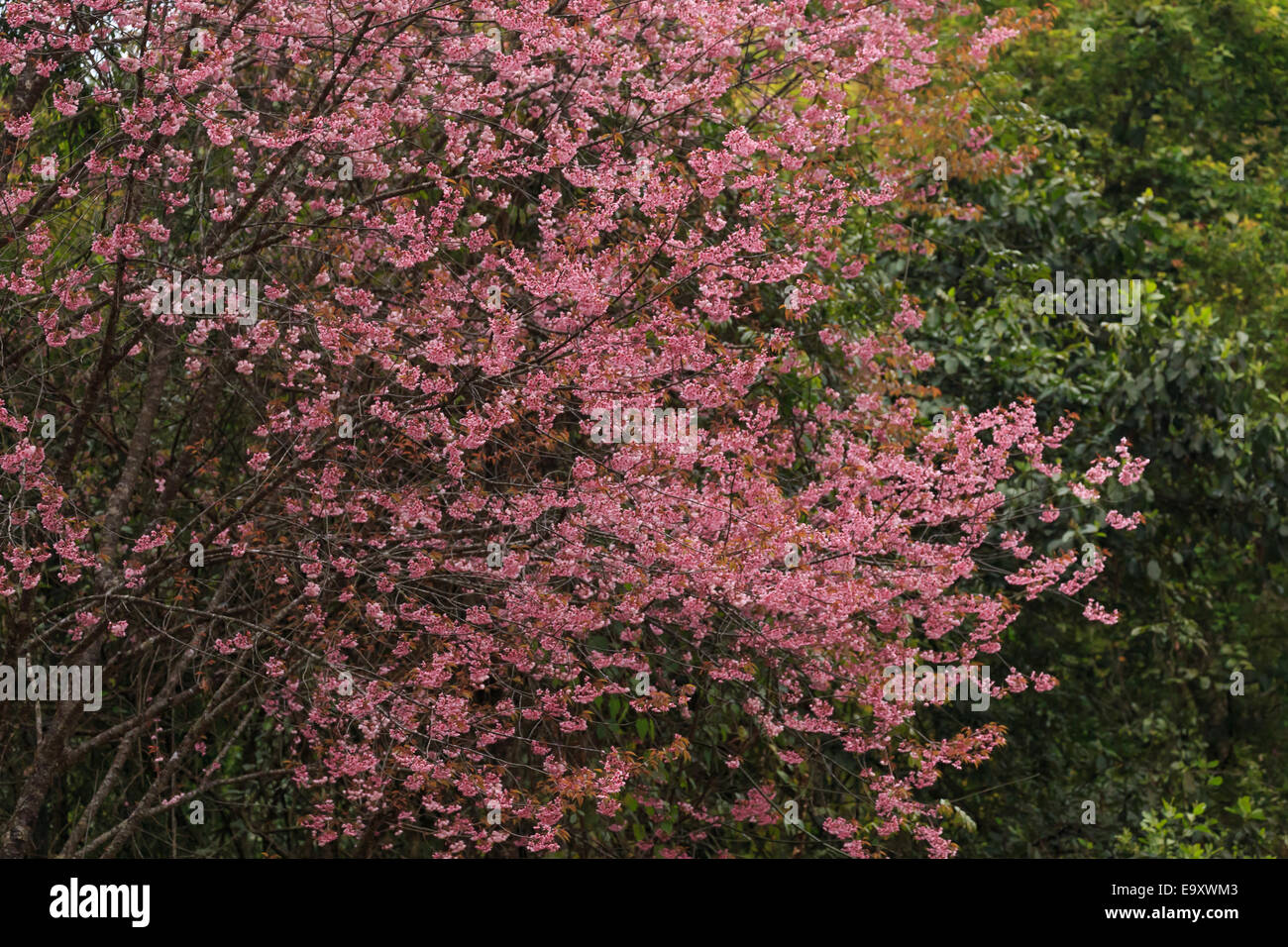 forest tree fower Stock Photo - Alamy