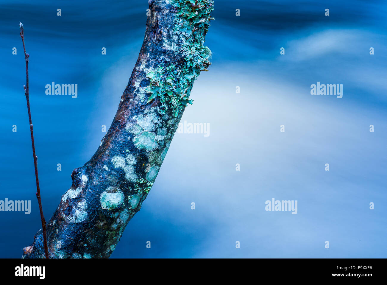 Exposure tree hi-res stock photography and images - Alamy