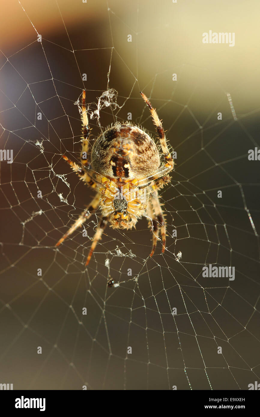 European Garden spider Araneus Diadematus Stock Photo - Alamy