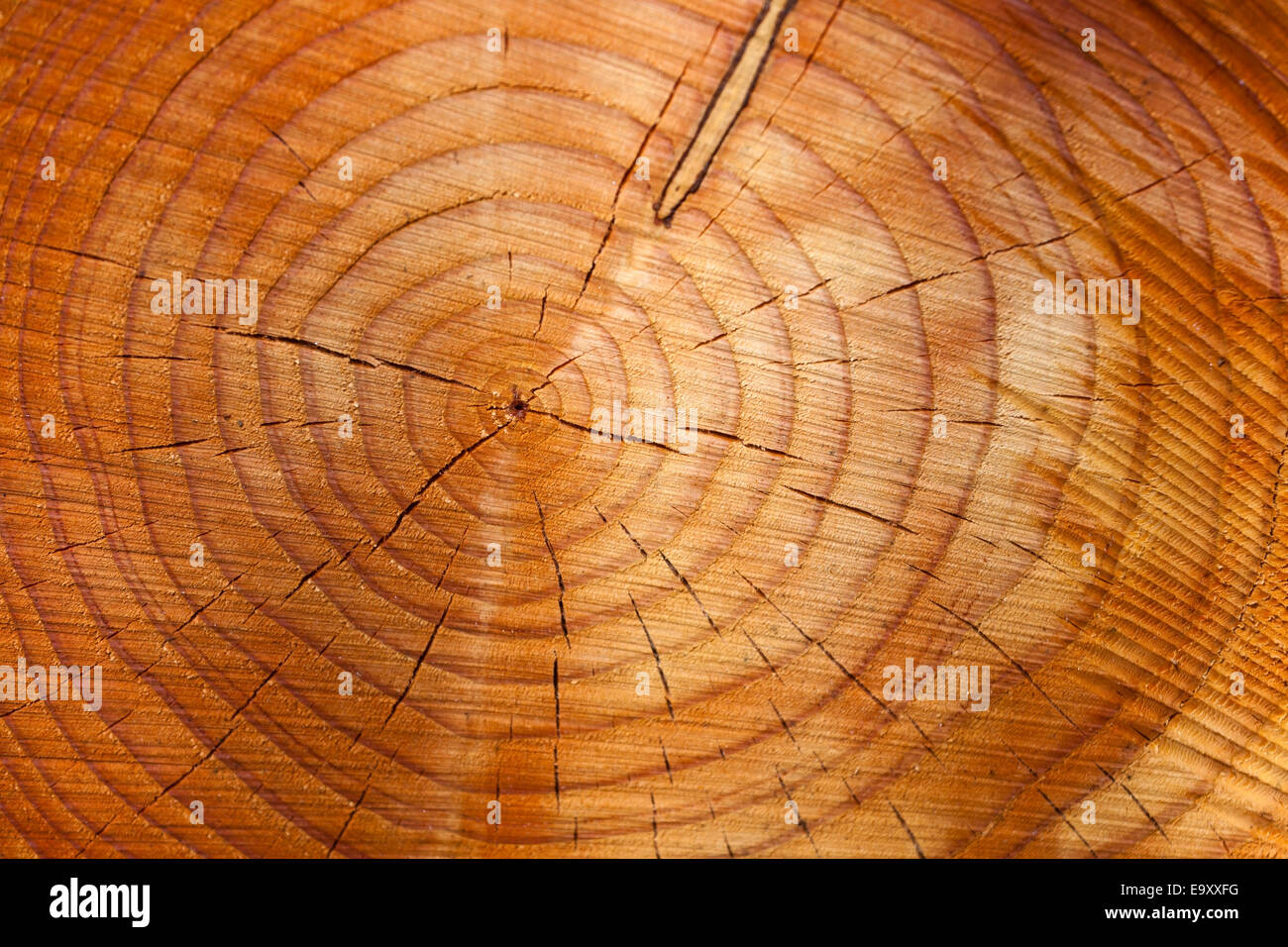 Many annual rings on a tree trunk. Age of a tree in the forest Stock ...