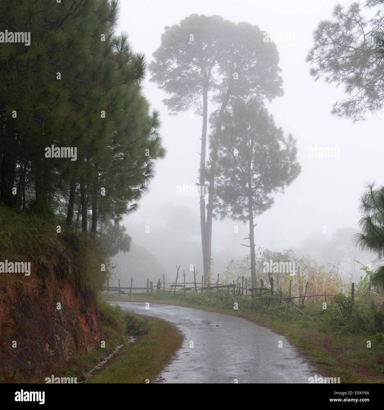 Misty Landscape In Bhutan Punakha Valley Stock Photo Alamy