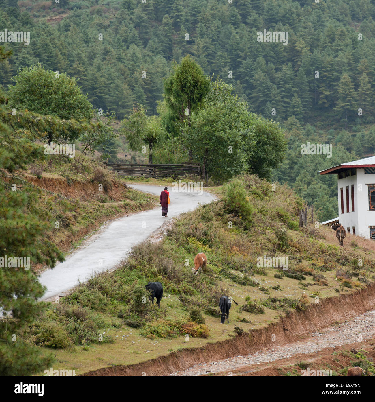 Monk walking along pathway near Gangte Goemba Monastery, Phobjikha ...