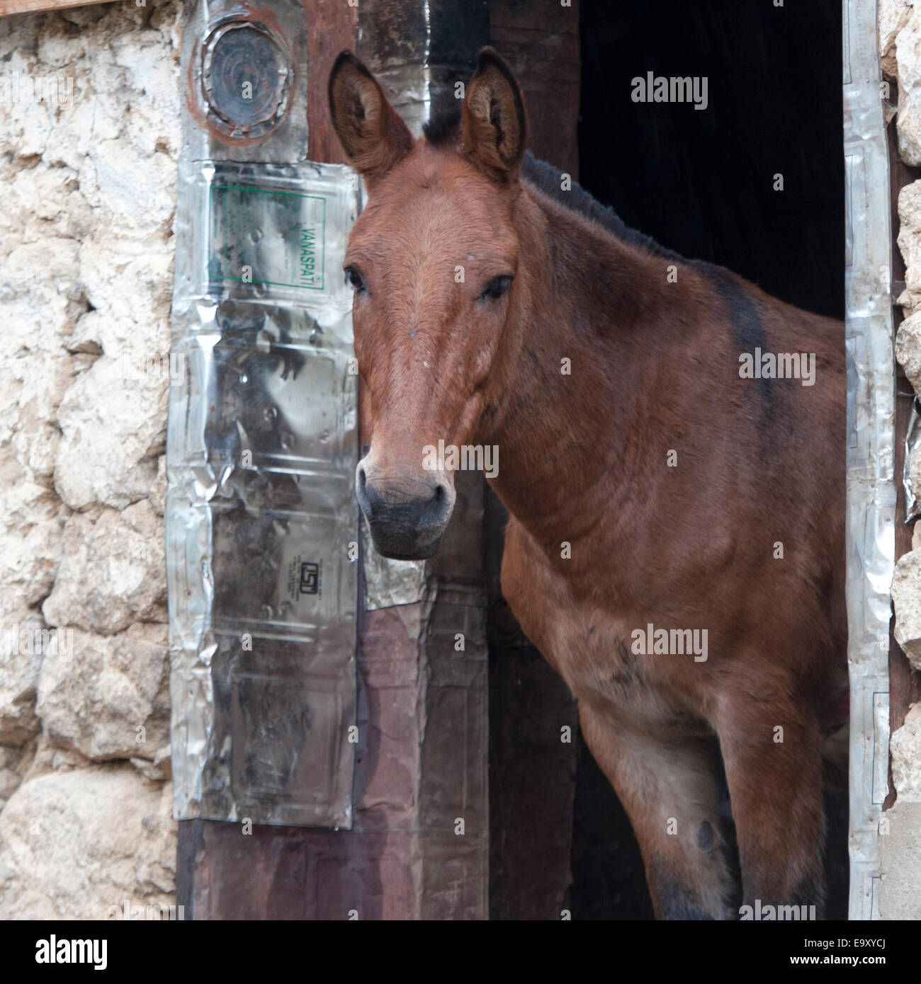 Mule standing at a door in a stable, Paro Valley, Paro District, Bhutan ...