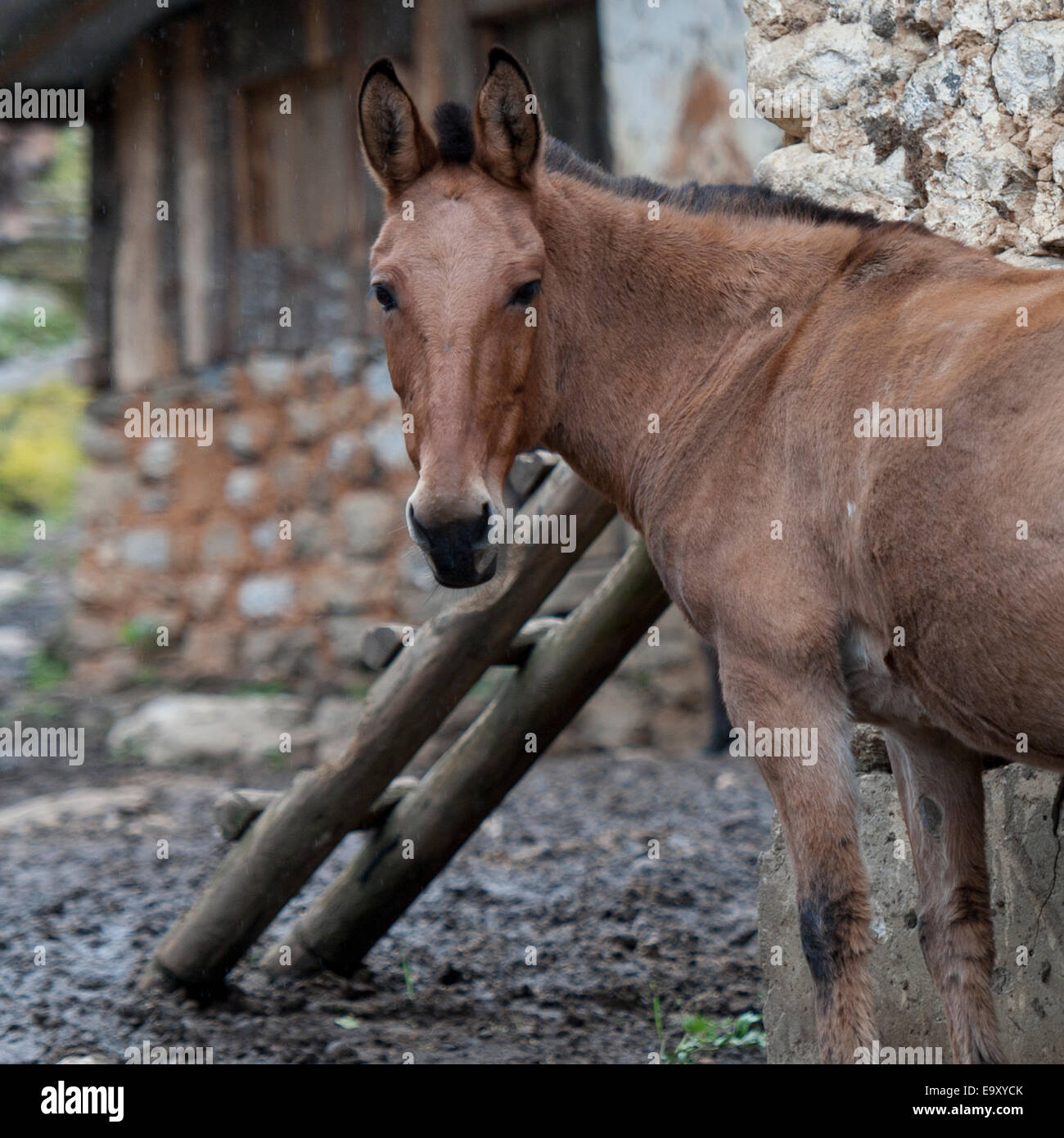 Mule stable hi-res stock photography and images - Alamy