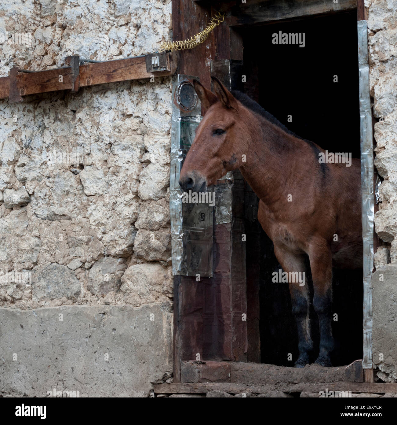 Mule standing at a door in a stable, Paro Valley, Paro District, Bhutan ...