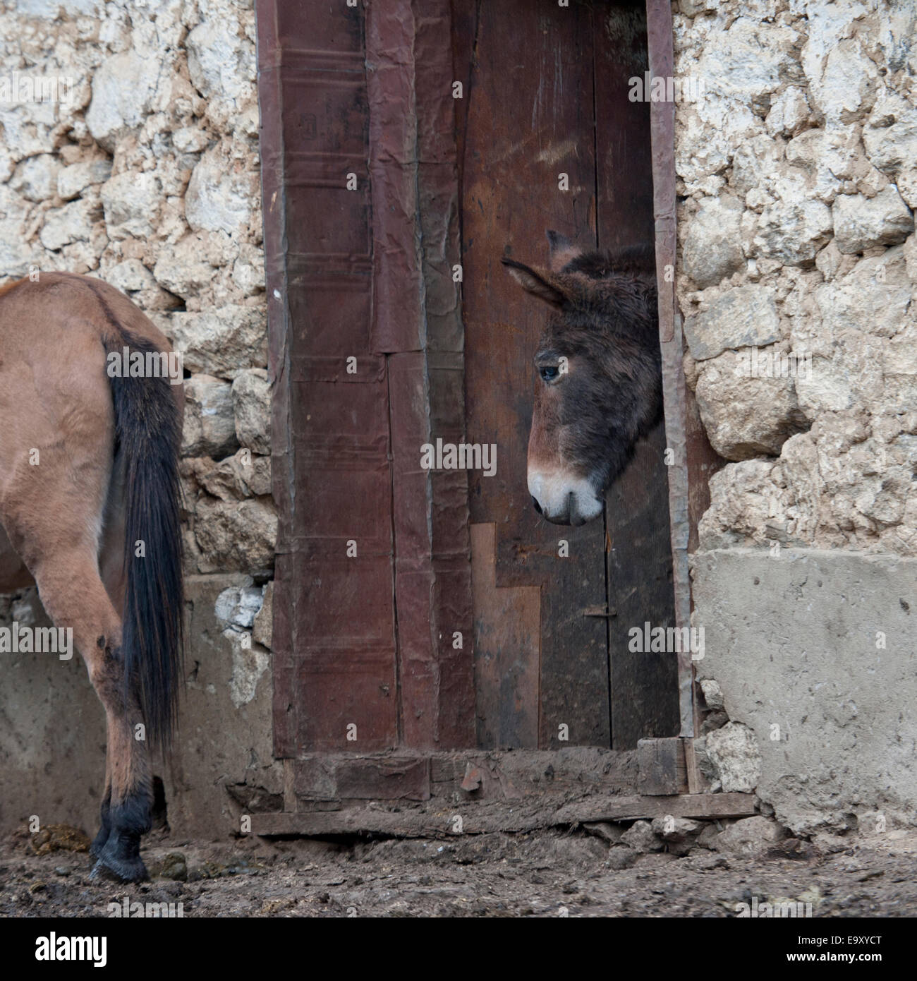 People mules mule two hi-res stock photography and images - Alamy
