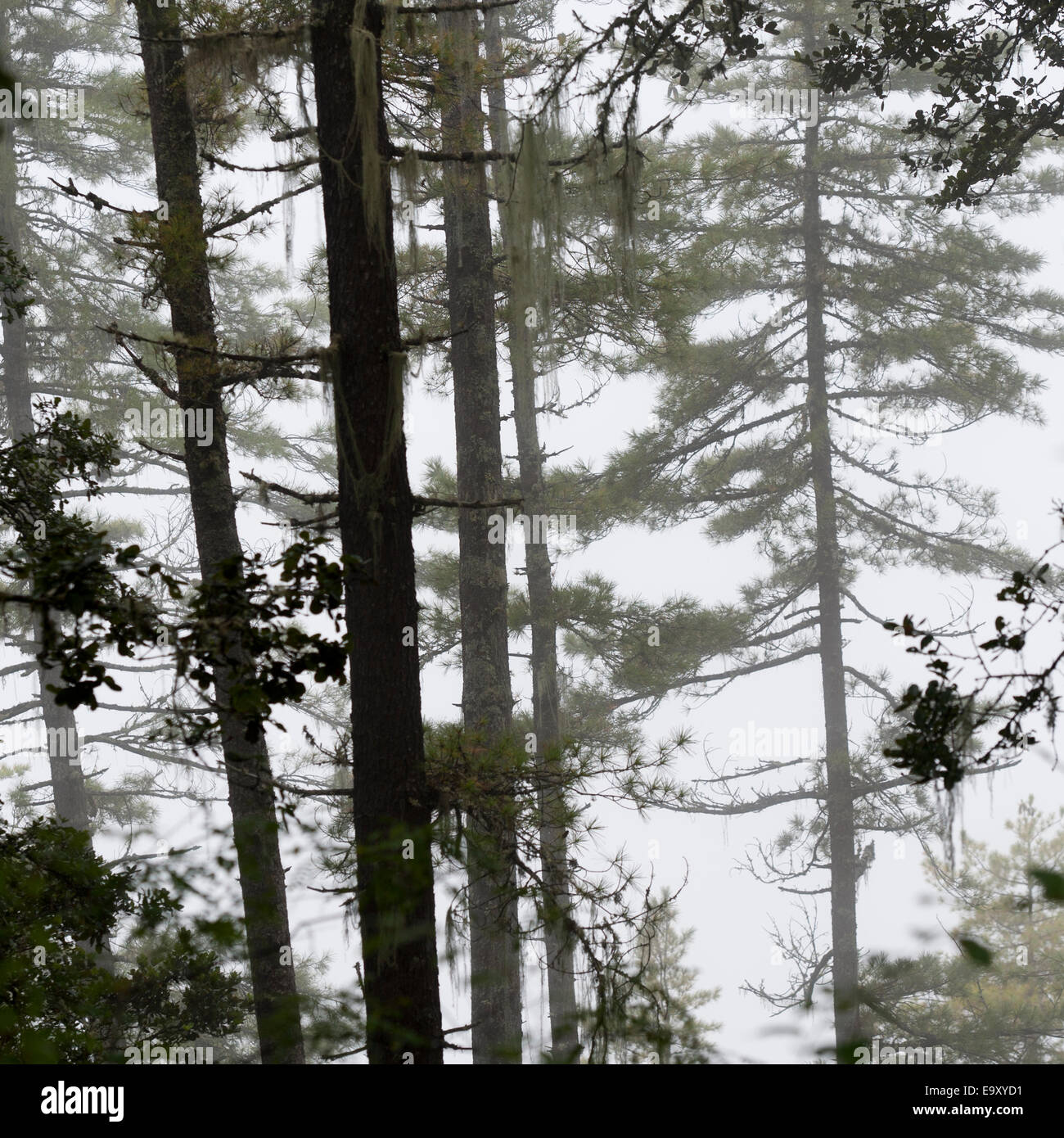 Forest, Taktsang Monastery, Paro Valley, Paro District, Bhutan Stock ...
