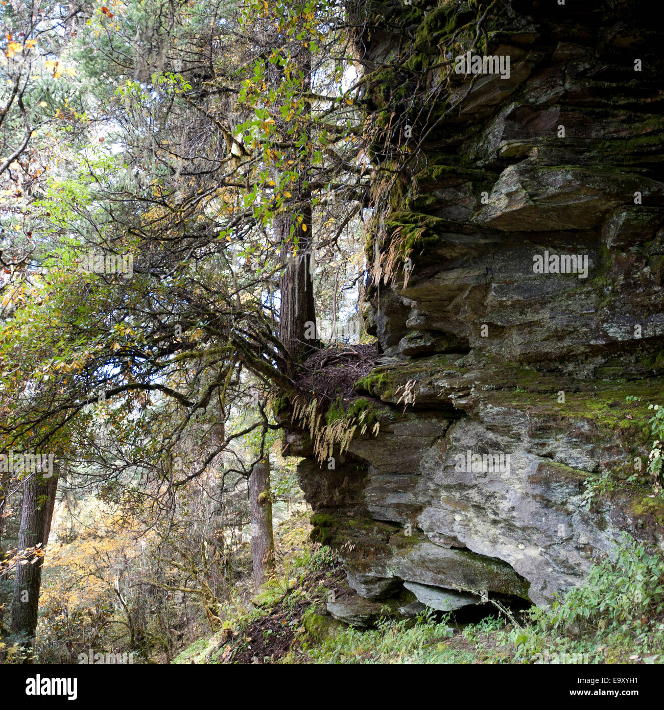 Trees on cliff in a forest, Bhutan Stock Photo - Alamy