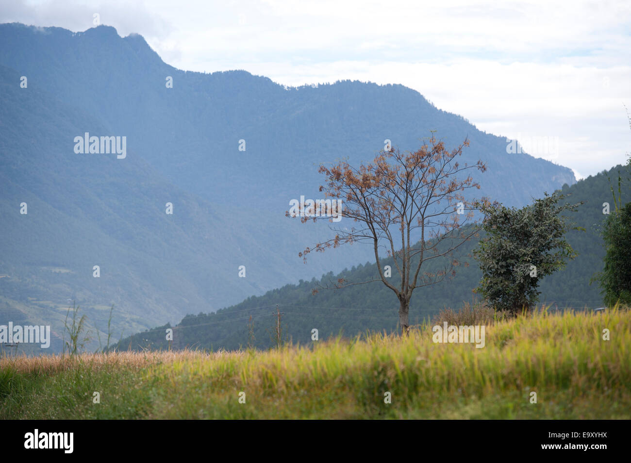 Field Farming In Bhutan High Resolution Stock Photography and Images ...
