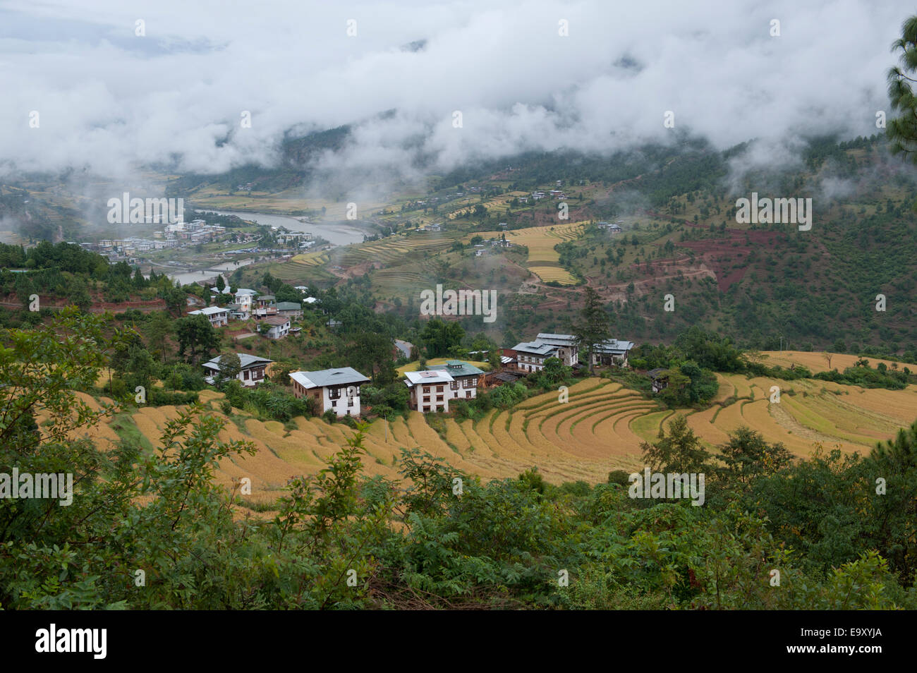Aerial View Of Terraced Field Punakha Valley Punakha District Bhutan