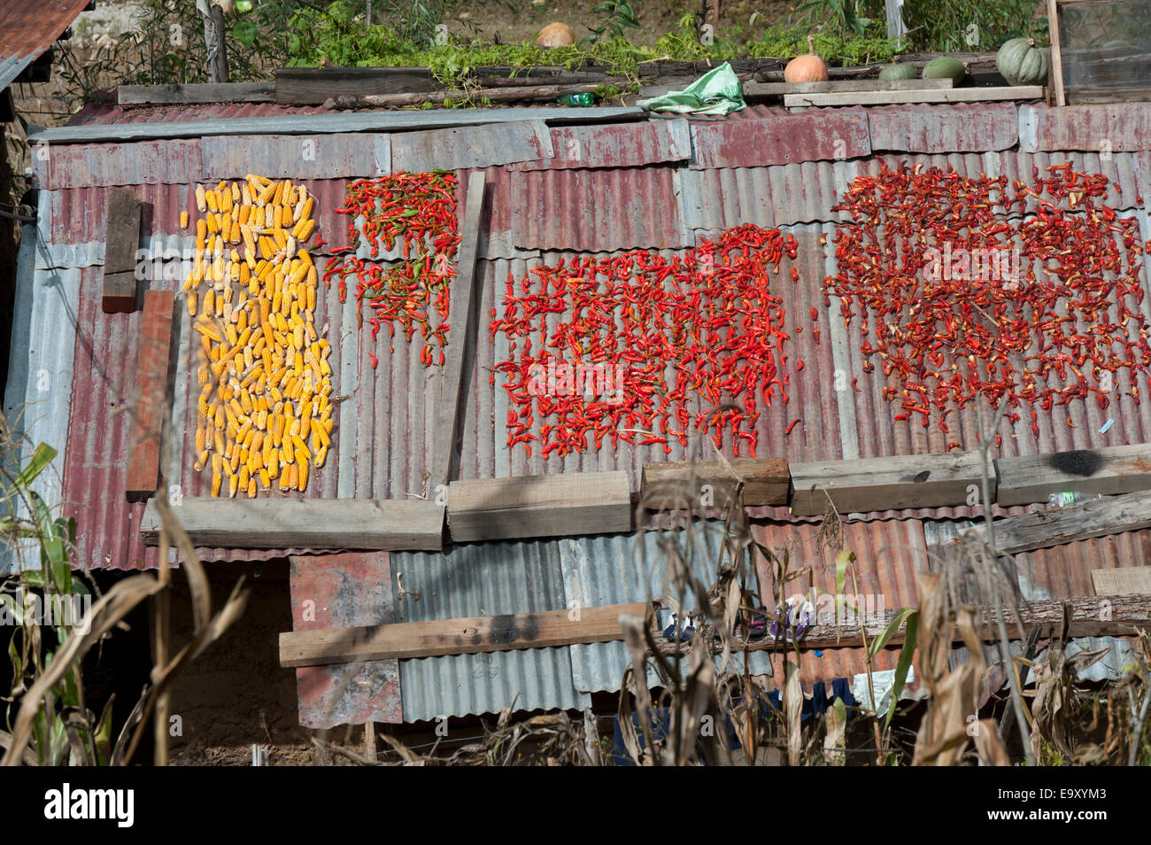 Bell pepper drying hi-res stock photography and images - Alamy