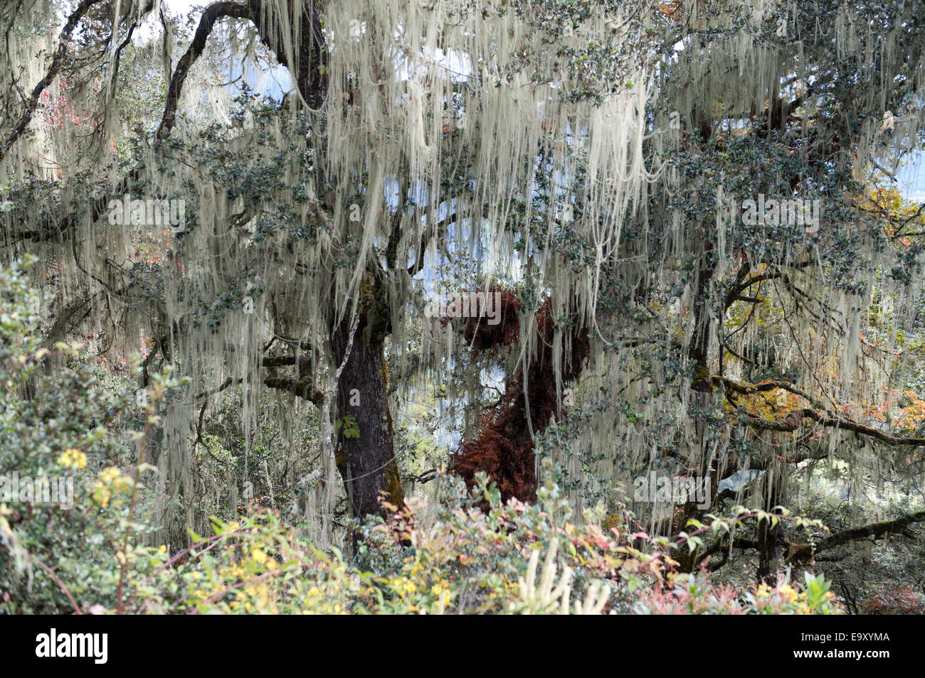 Spanish moss on trees in a forest, Paro Valley, Paro District, Bhutan ...
