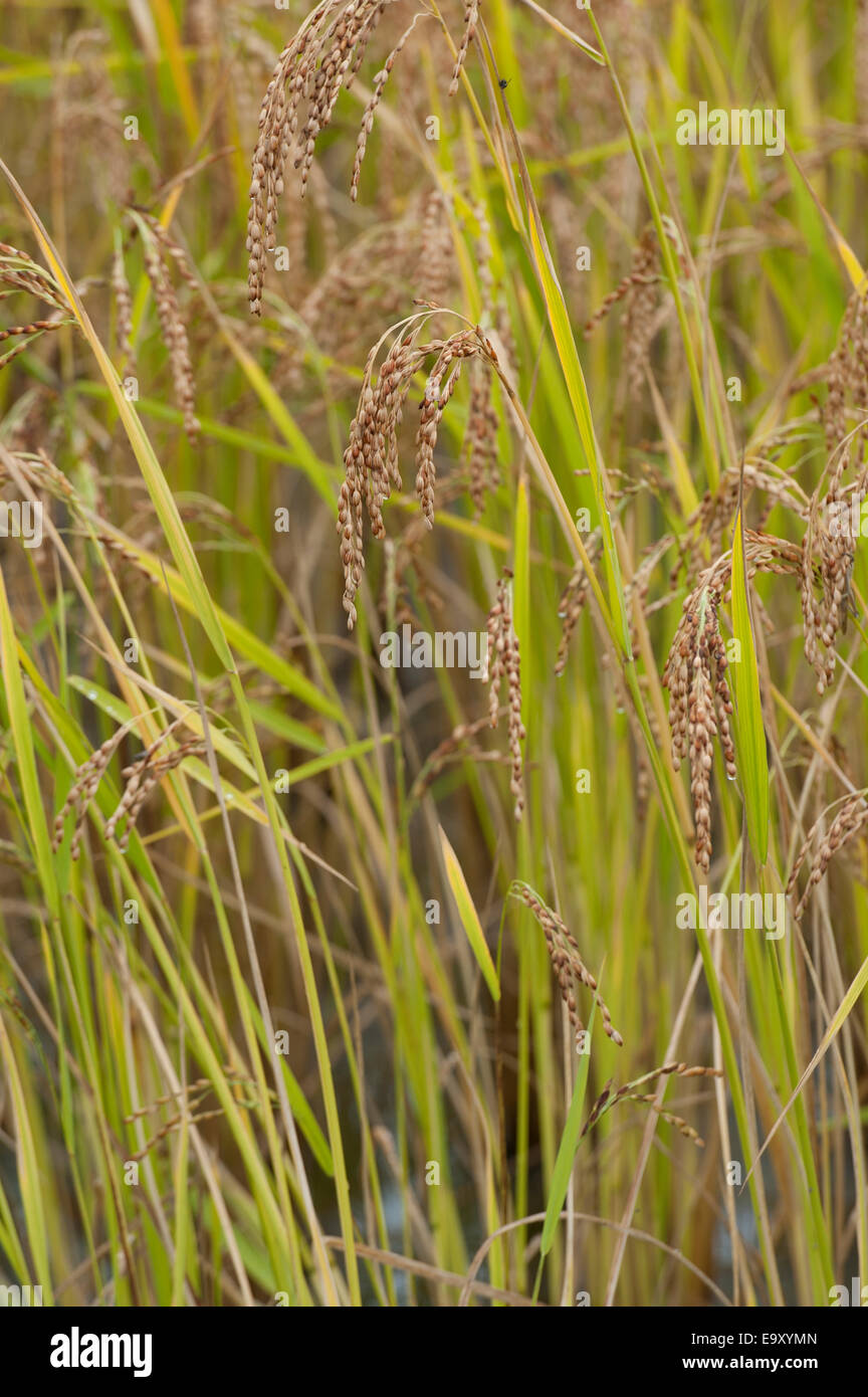 Red rice crop in a field, Paro Valley, Paro District, Bhutan Stock ...