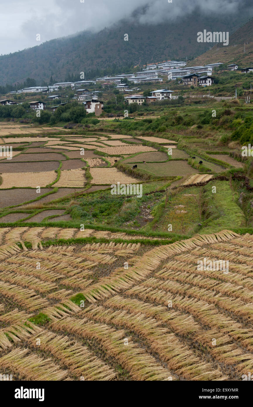 Rice paddy with a town in the background, Paro Valley, Paro District ...