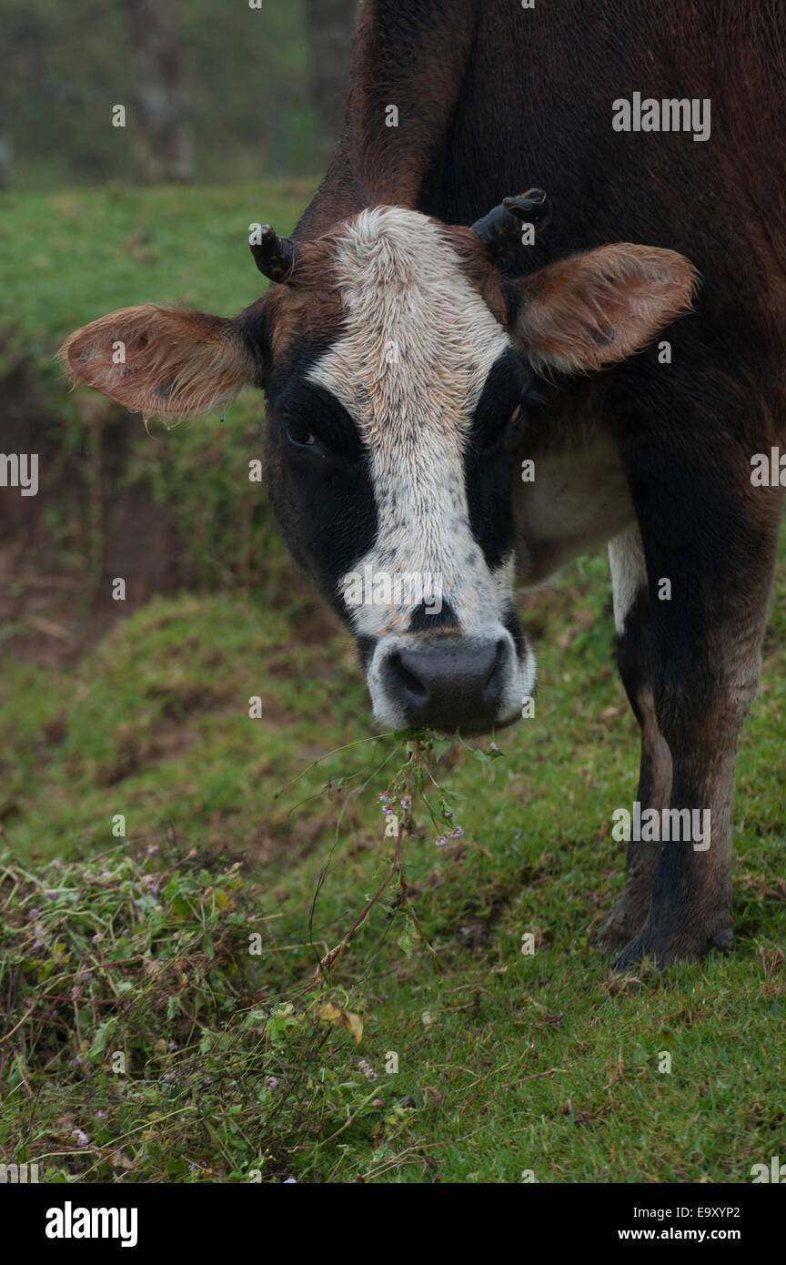 Punakha valley cow hi-res stock photography and images - Alamy