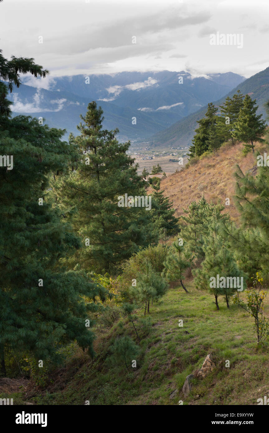 Trees in a valley, Como Resort, Uma Paro, Paro District, Bhutan Stock ...