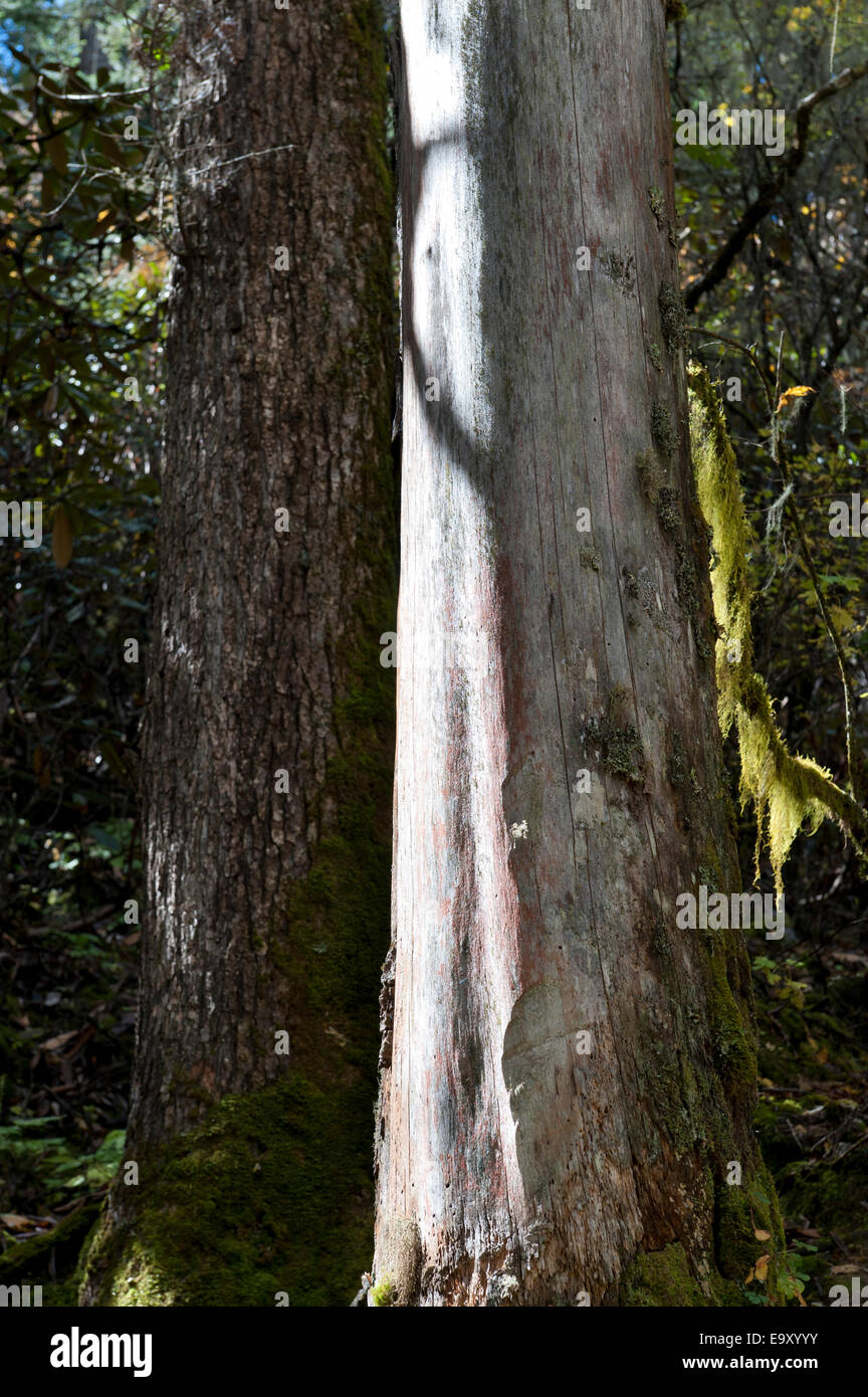 Trees in a forest, Bhutan Stock Photo - Alamy