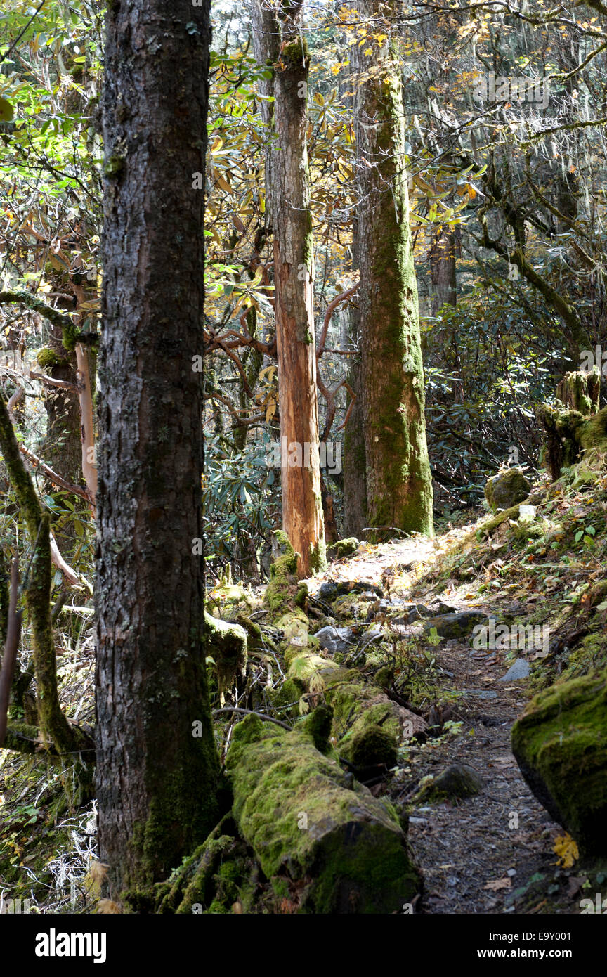 Trees in a forest, Bhutan Stock Photo - Alamy
