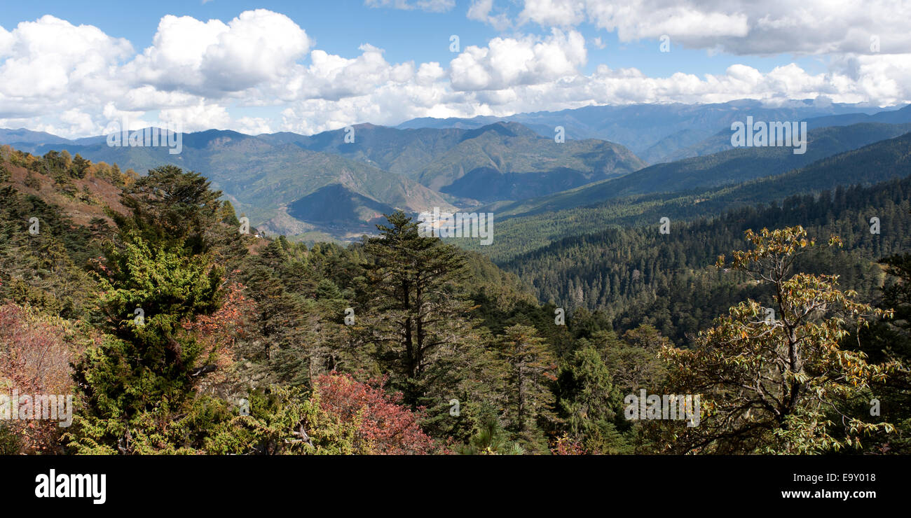 Trees in a forest, Bhutan Stock Photo - Alamy