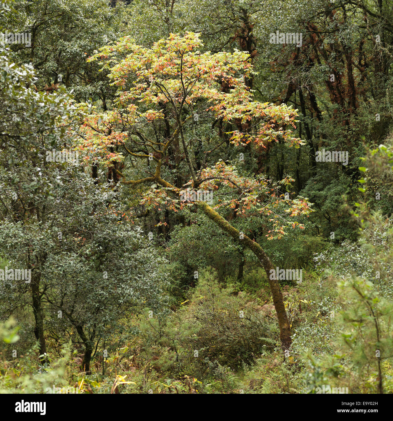 Trees in a forest, Tango Monastery, Thimphu, Bhutan Stock Photo - Alamy