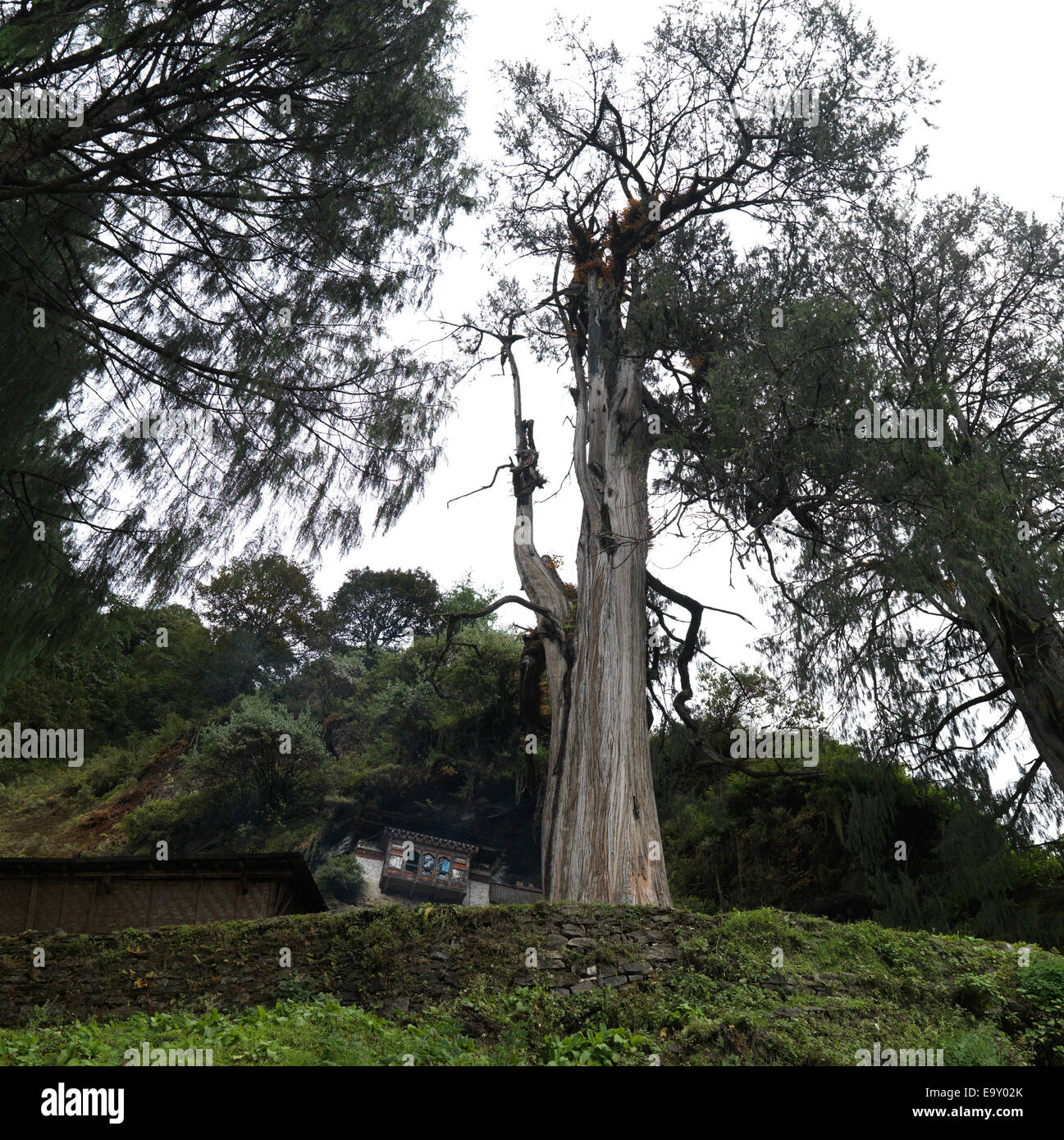 Trees in a forest, Tango Monastery, Thimphu, Bhutan Stock Photo - Alamy
