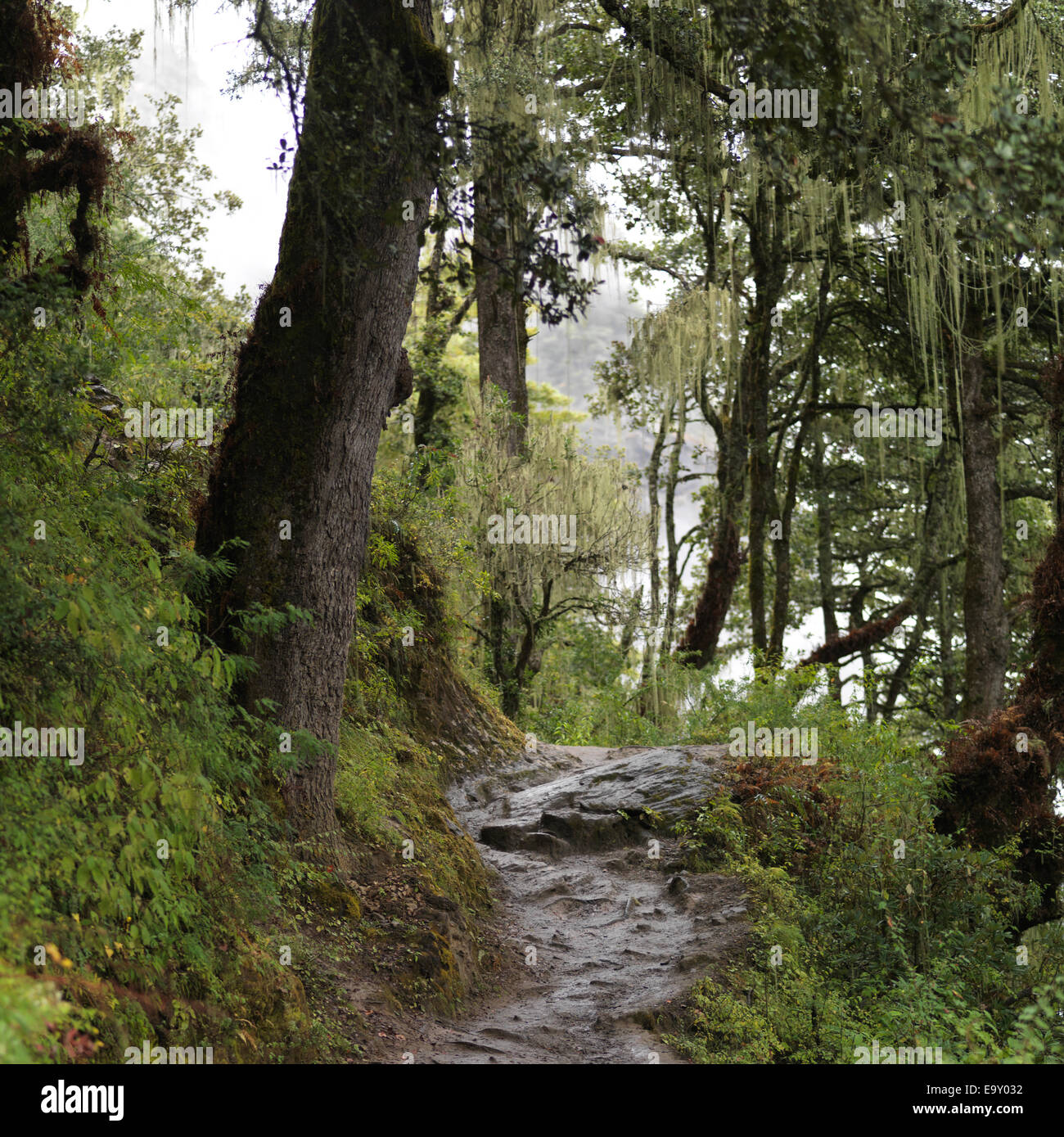 Forest, Taktsang Monastery, Paro Valley, Paro District, Bhutan Stock ...