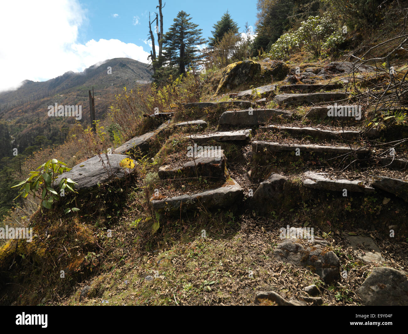 Bhutan forest hi-res stock photography and images - Alamy