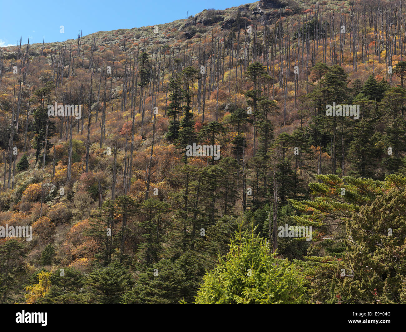 Bhutan Forest High Resolution Stock Photography and Images - Alamy