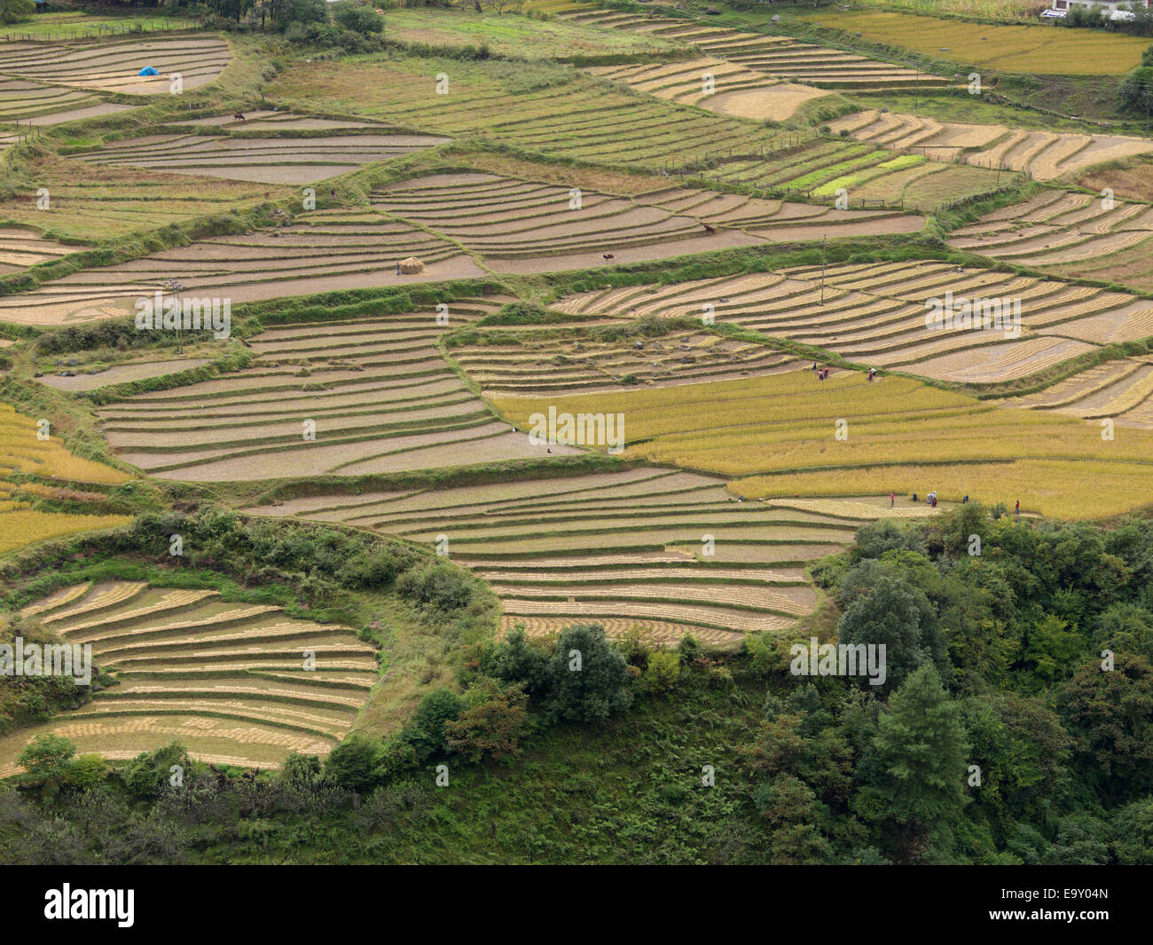 High angle view of a terraced field, Thimphu, Bhutan Stock Photo - Alamy