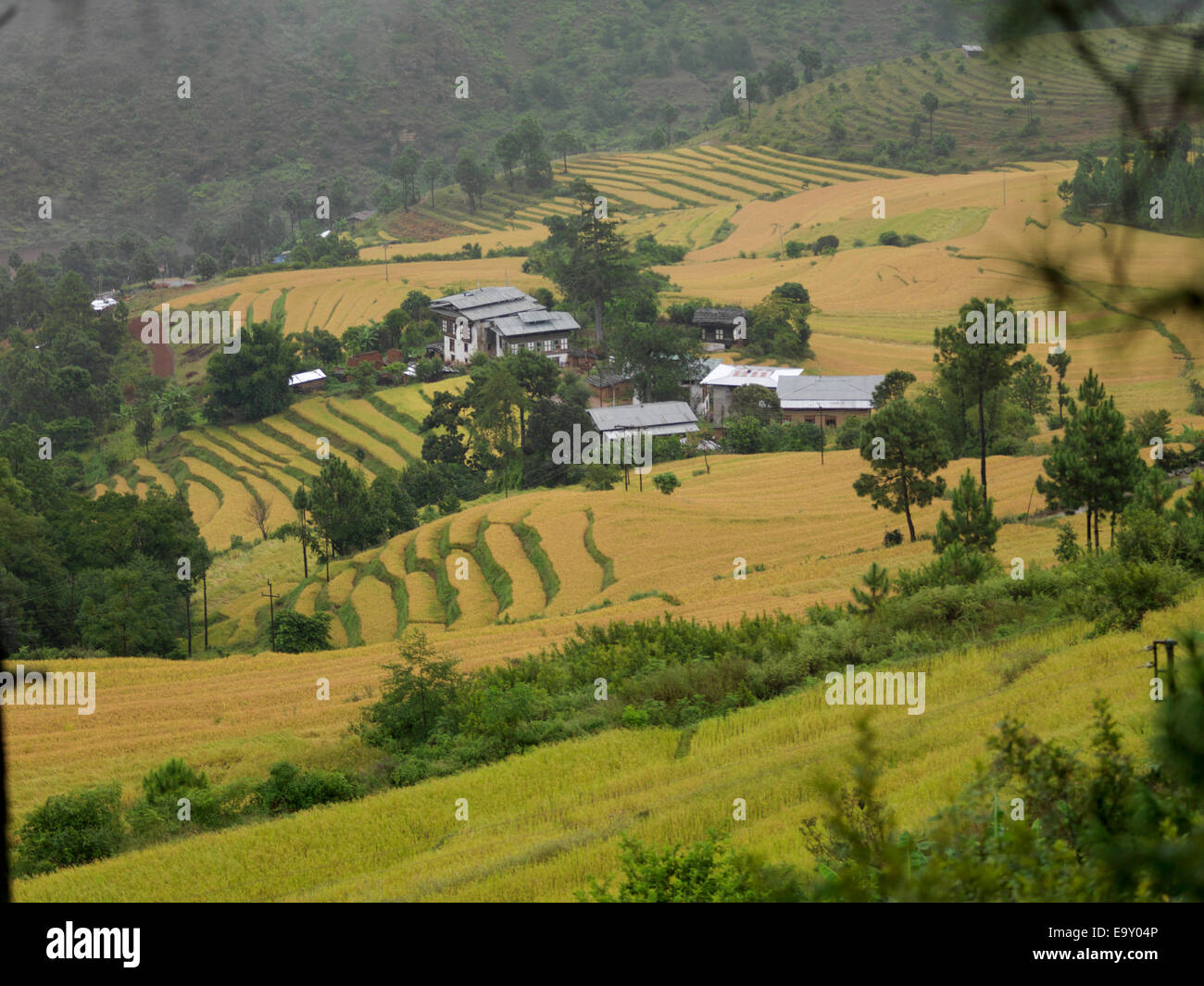 High angle view of a terraced field, Punakha District, Bhutan Stock ...