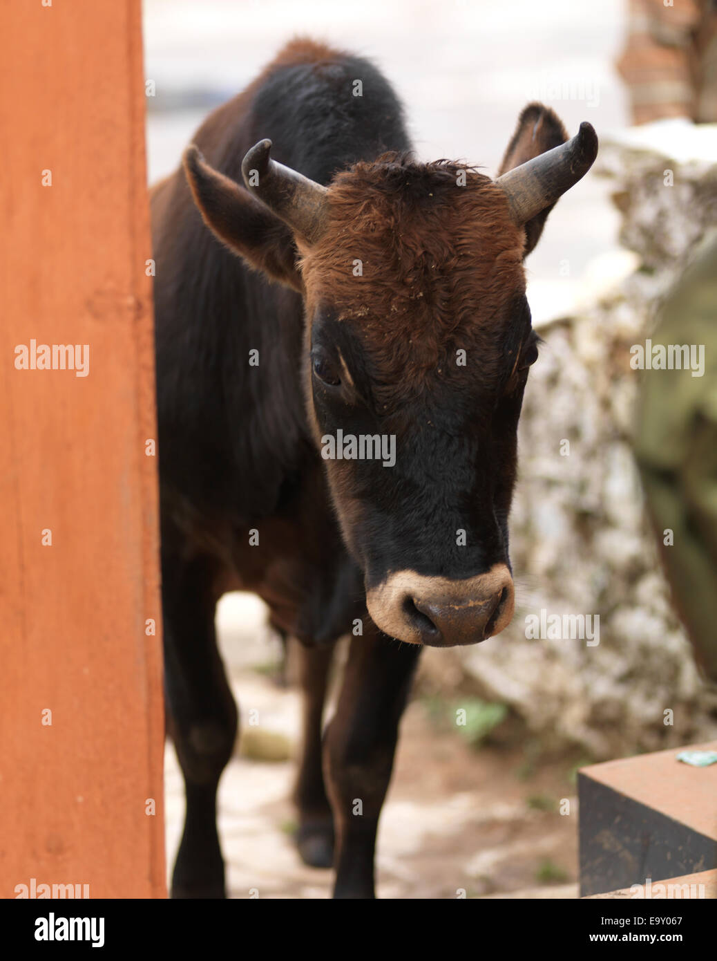 Holly cow hi-res stock photography and images - Alamy