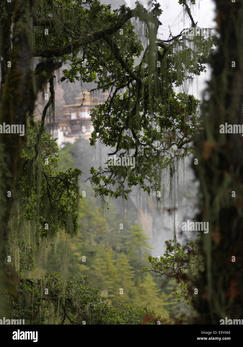 Trees with Taktsang Monastery in the background, Paro Valley, Paro ...