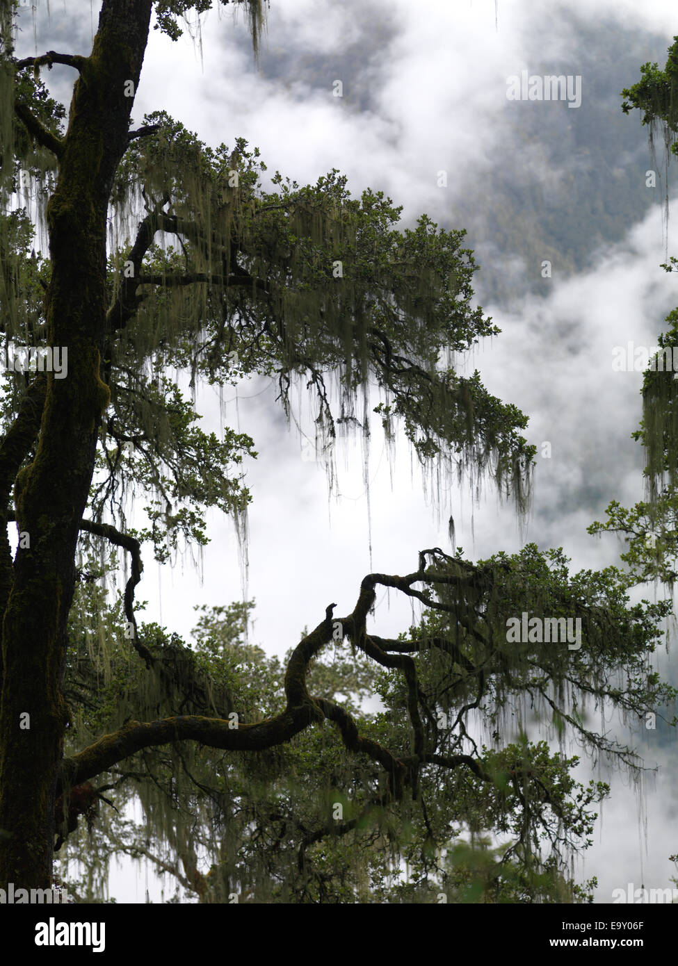 Trees in a forest, Paro Valley, Paro District, Bhutan Stock Photo - Alamy