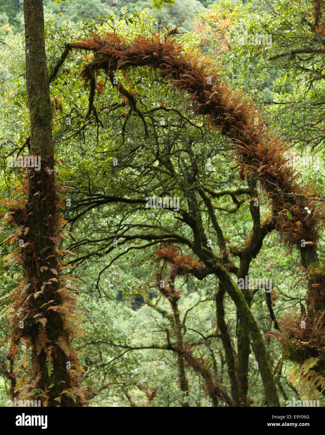 Trees in a forest, Tango Monastery, Thimphu, Bhutan Stock Photo - Alamy