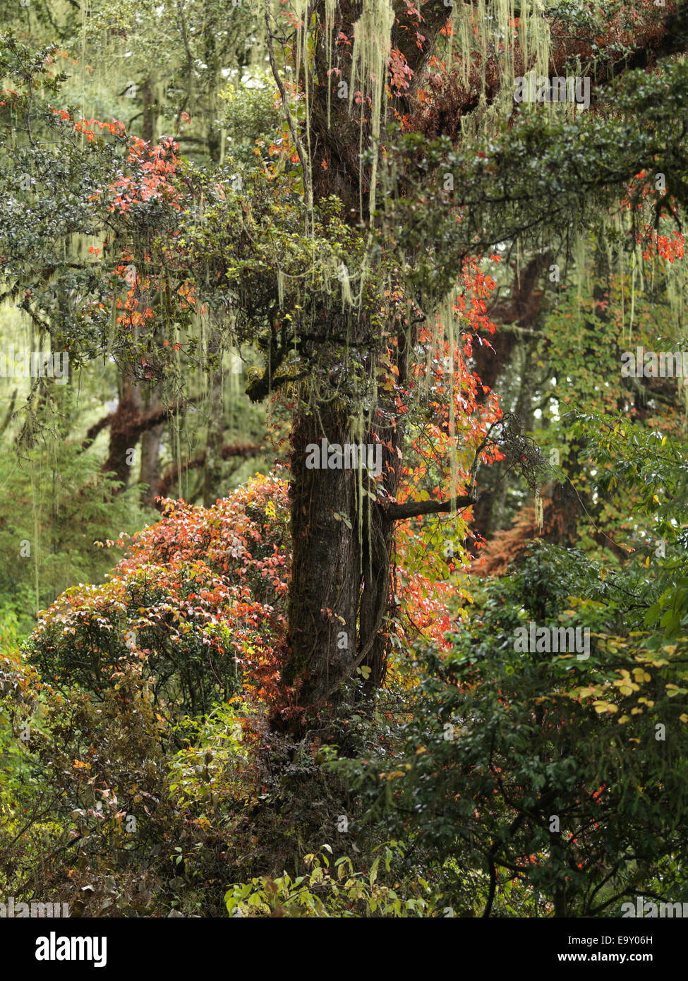 Trees in a forest, Paro Valley, Paro District, Bhutan Stock Photo - Alamy