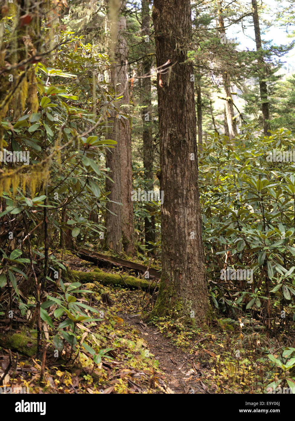 Trees in a forest, Bhutan Stock Photo - Alamy