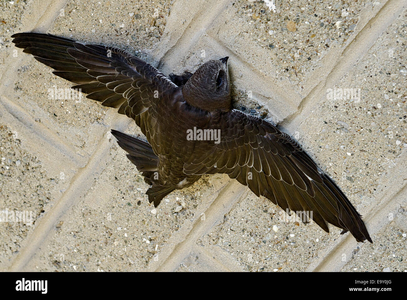 Common swift hi-res stock photography and images - Alamy