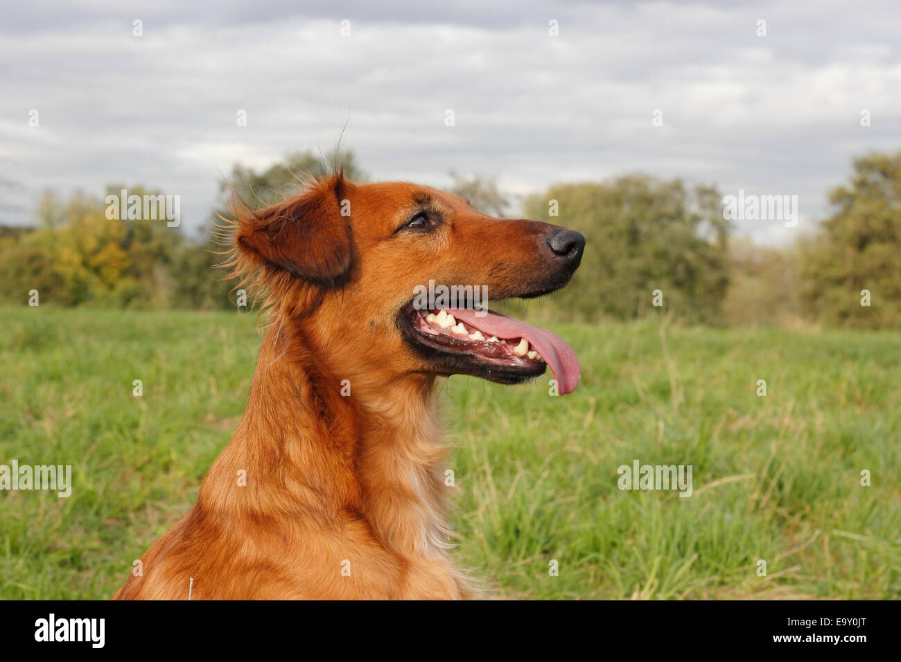 Podenco mixed breed hi-res stock photography and images - Alamy